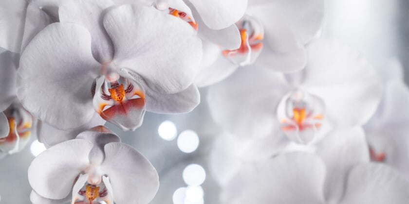 Il trucco infallibile per far rifiorire le orchidee in casa ... Il trucco infallibile per far rifiorire le orchidee in casa ...