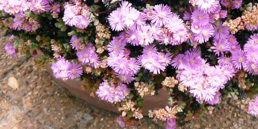 Una cascata di fiori rosa spettacolari con una pianta grassa molto ...