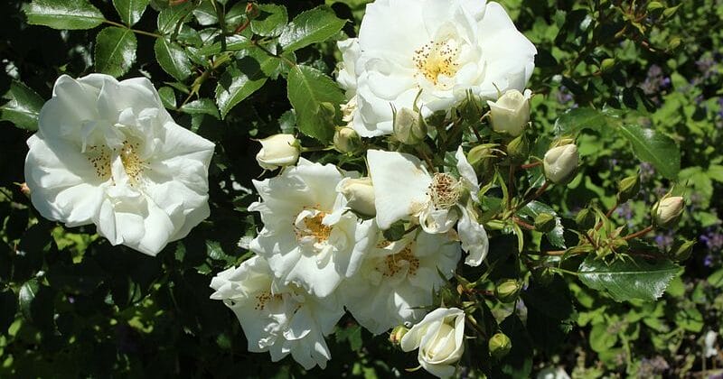 Pochi la coltivano ma questa candida rosa è incredibilmente resistente ...