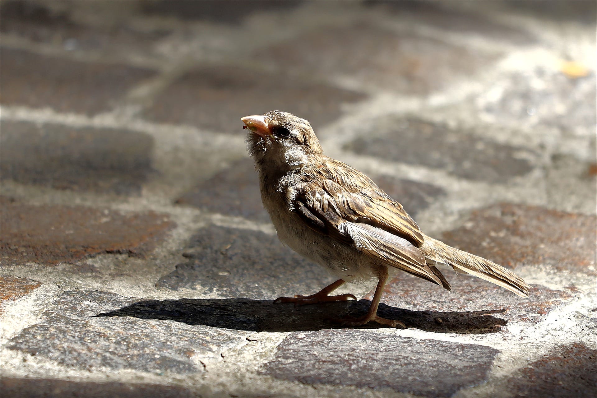 Pochi sanno che i passerotti e i pettirossi sono golosissimi di questi ...